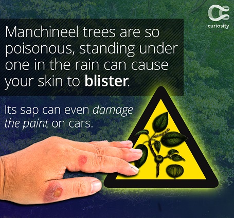 The Manchineel (the most dangerous tree in World) | Tellwut.com