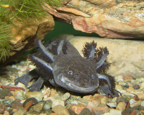 Axolotl: water monster | Tellwut.com