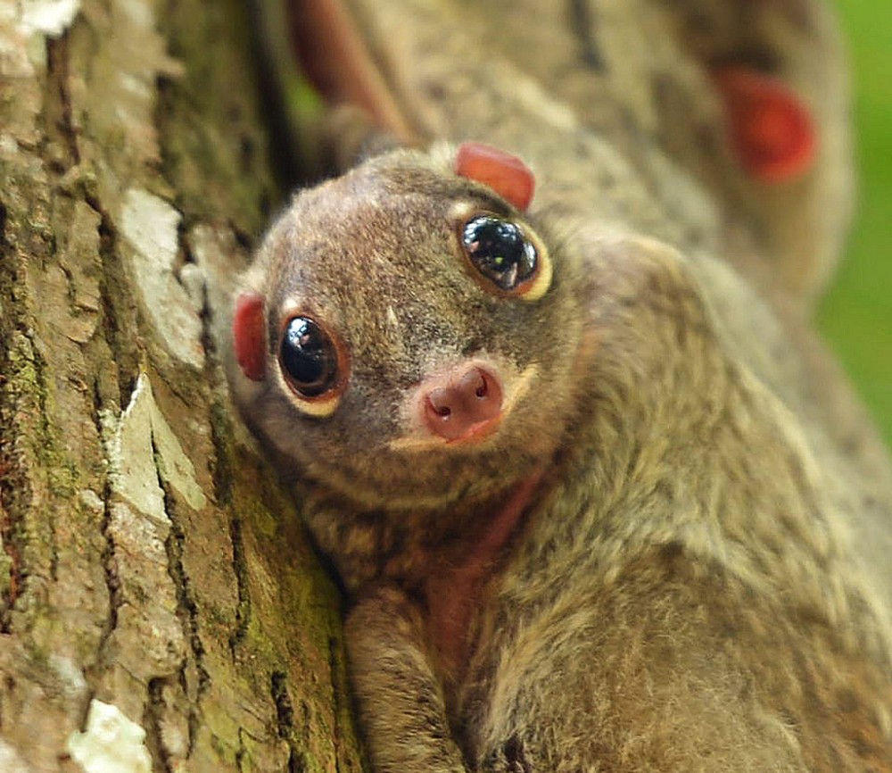Malayan Colugos | Tellwut.com