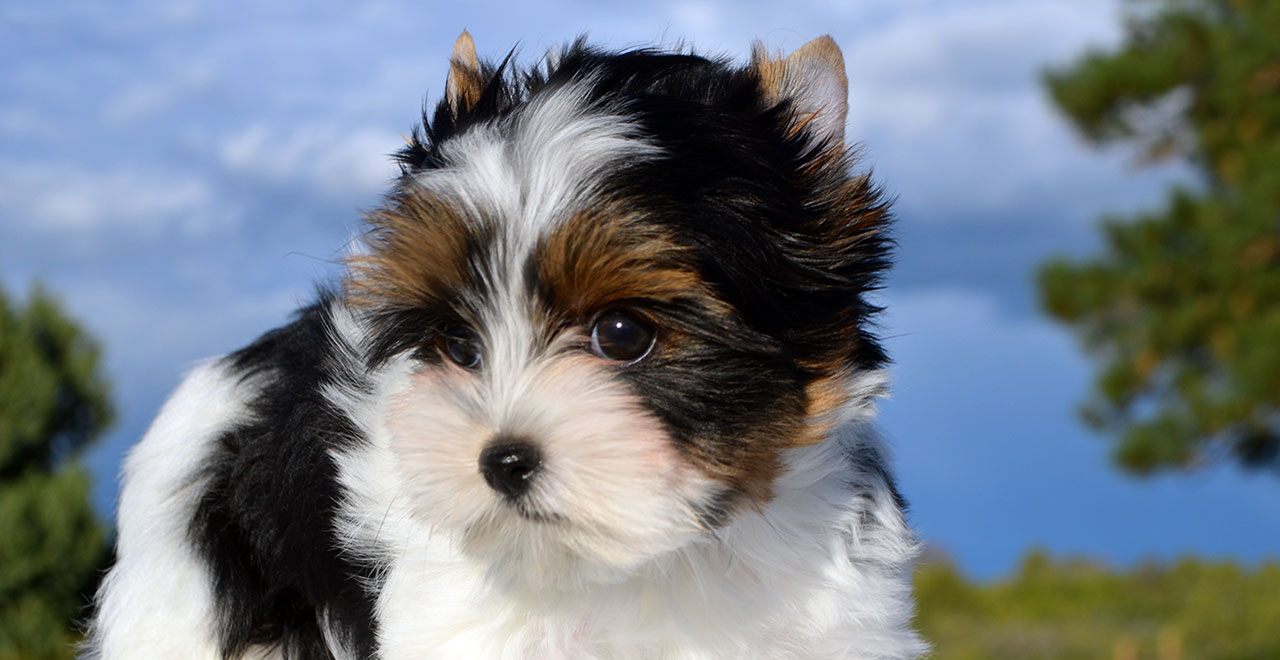 Biewer Terrier | Tellwut.com