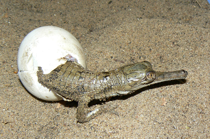 Gharials | Tellwut.com