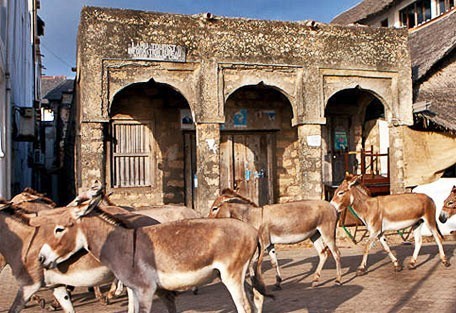 The donkeys Lamu Island | Tellwut.com