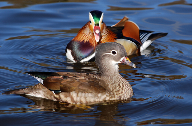 Mandarin duck | Tellwut.com