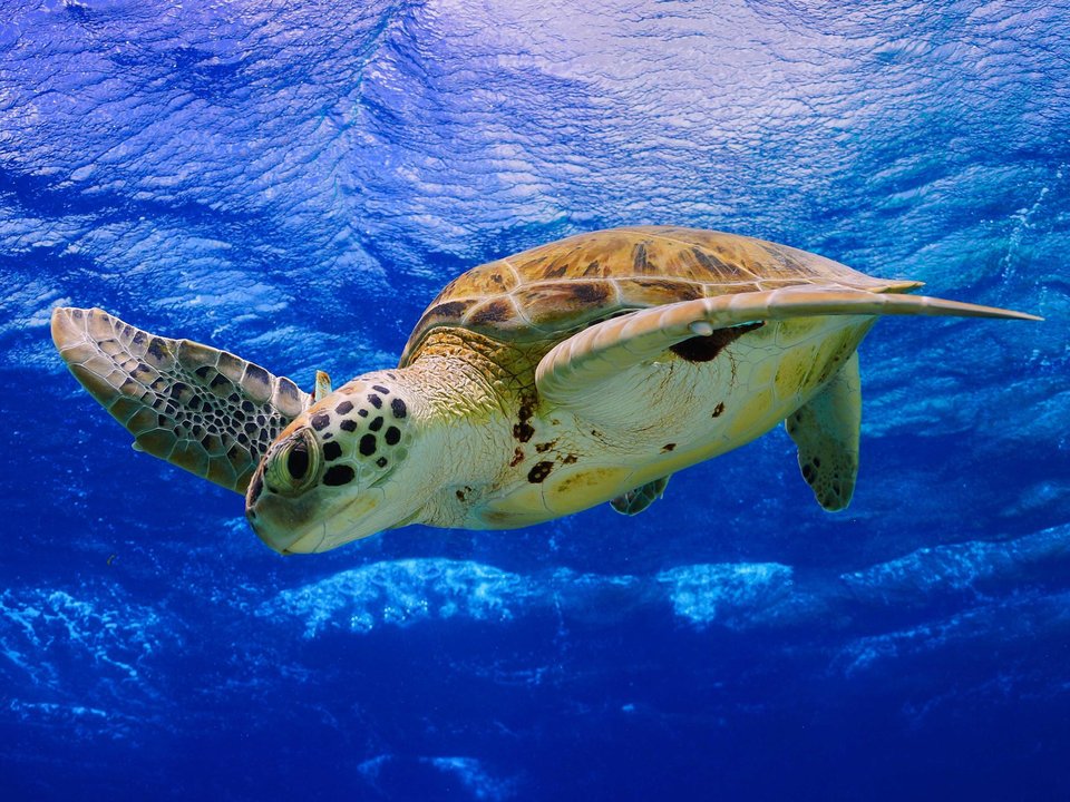 Sea turtles - Part 1 2 | Tellwut.com