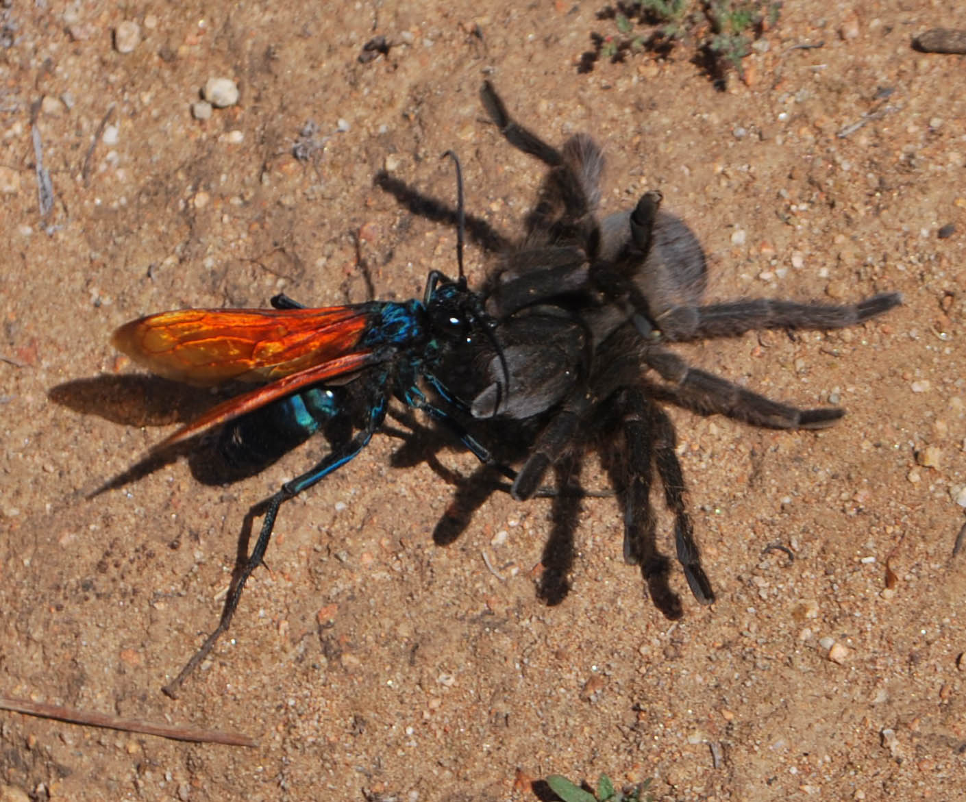 The New Mexico State Insect | Tellwut.com