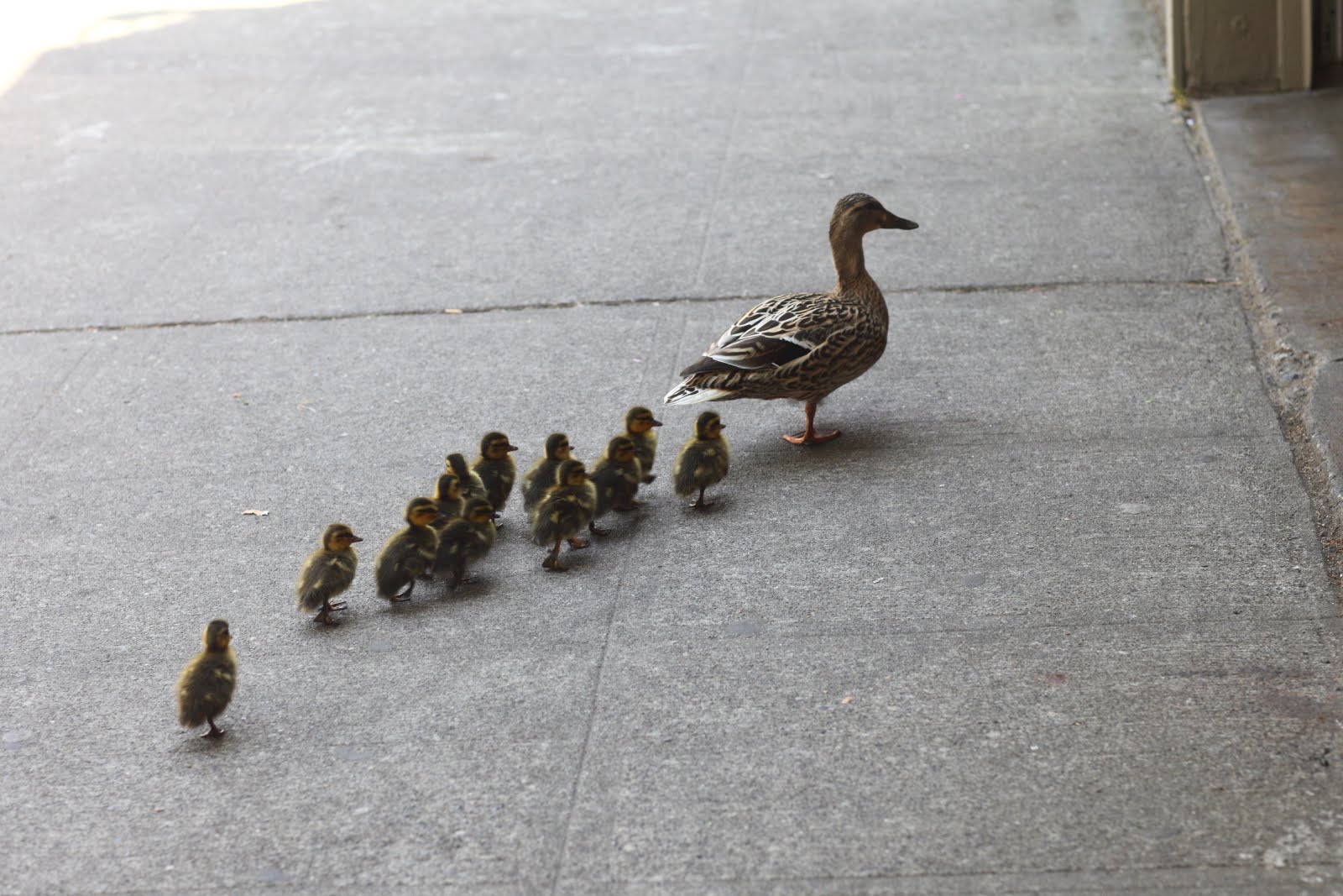 Ducklings Following The Duck