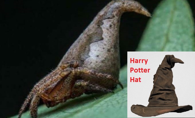 Eriovixia gryffindori just might be your favorite Harry Potter ...