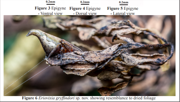 Eriovixia gryffindori just might be your favorite Harry Potter ...