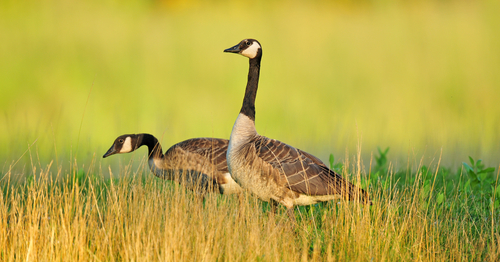 Canada Goose named World's Most Hated Bird. Do you agree? | Tellwut.com