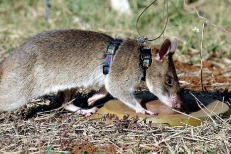 Giant rats sniff out danger | Tellwut.com