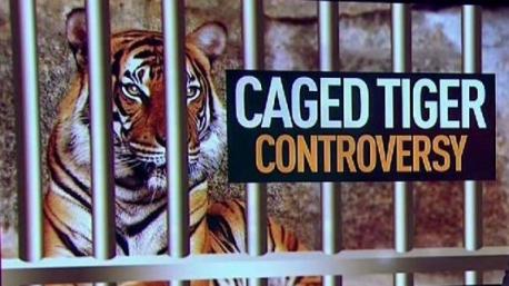 A Miami high school brings tiger and other animals to prom | Tellwut.com