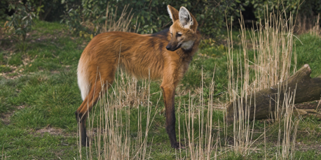 Aguara guazu - maned wolf | Tellwut.com