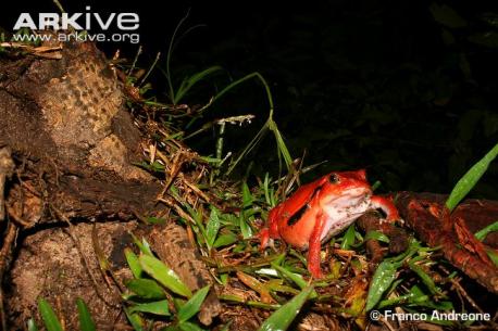 Tomato Frogs | Tellwut.com