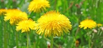 The gorgeous golden dandelion | Tellwut.com