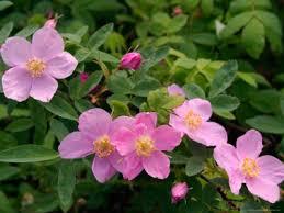 Rosa arkansana, prairie rose or wild prairie rose, native to large area ...