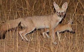 Fox on Run! Part one | Tellwut.com