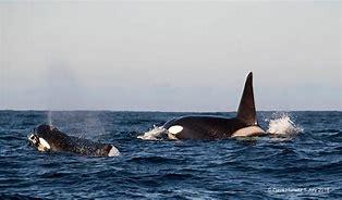 Orcas Rule Oceans, part one | Tellwut.com