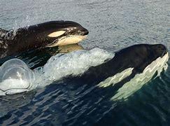 Orcas Rule Oceans, part five | Tellwut.com