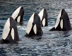 Orcas Rule Oceans, part five | Tellwut.com