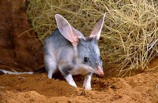 Weird and Possibly Cute | Tellwut.com