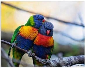A Bird's True Colors, conclusion | Tellwut.com