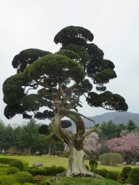 The Shapes Trees. Part 7 | Tellwut.com